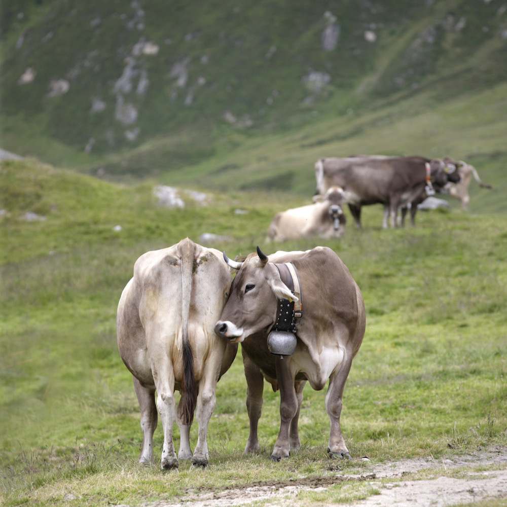 Hamilton Lodge & Spa - berghotel Belalp in Wallis | Bijzonder Plekje