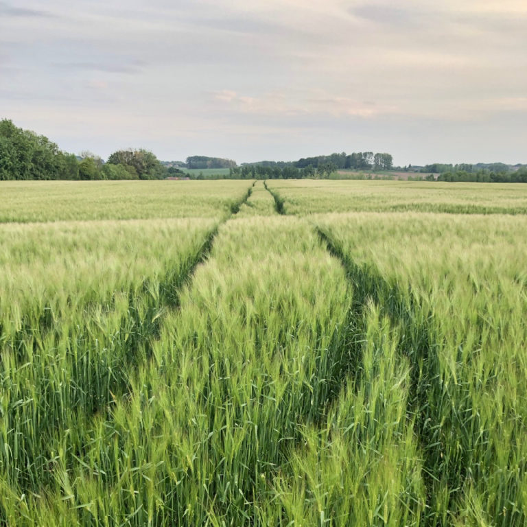 Getest: Loof, cabin tussen het loof - Bijzonder Plekje