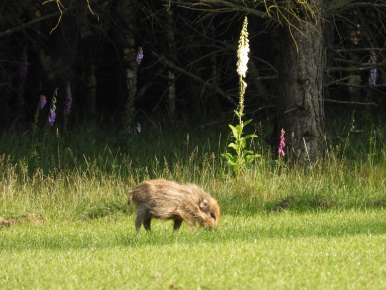 Ontdek de Veluwe met deze tips | Bijzonder Plekje