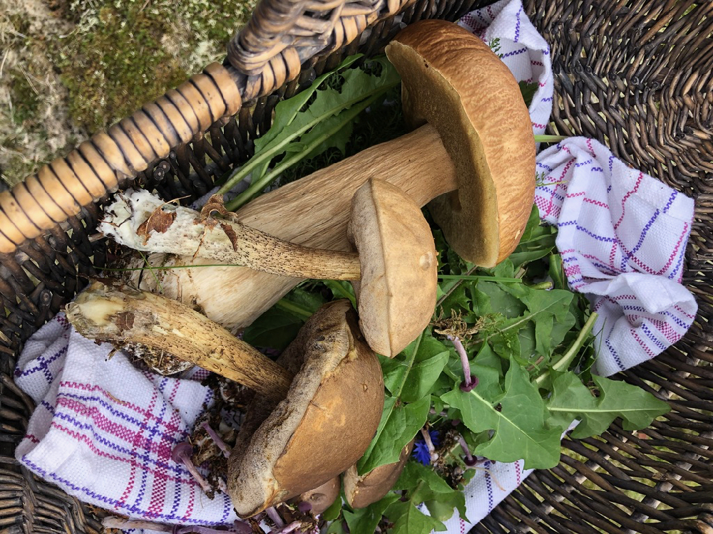Doen: wildplukken op Terschelling - Bijzonder Plekje