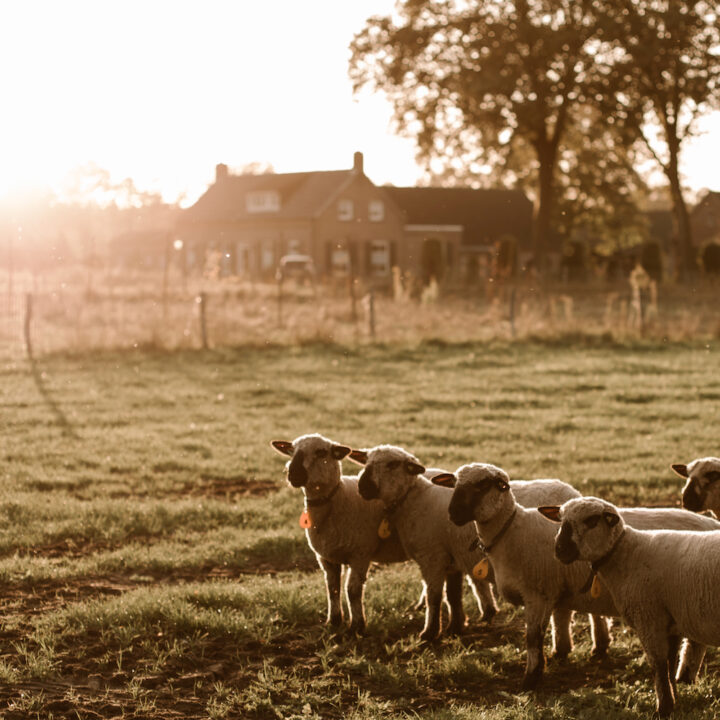 Tiny hotel The Farm - cabins in Brabant | Bijzonder Plekje