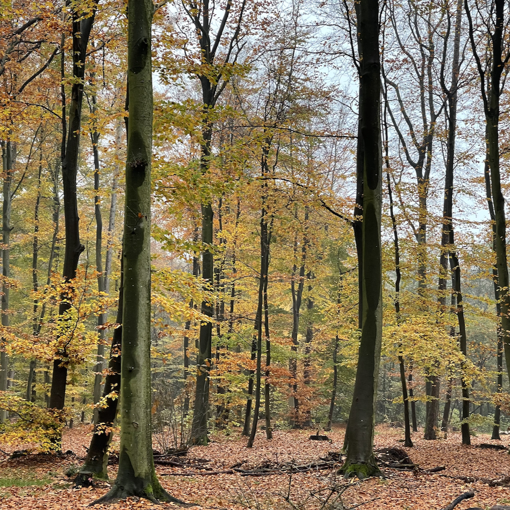 Landgoed Mariahoeve - natuurcamping Drenthe Bijzonder Plekje